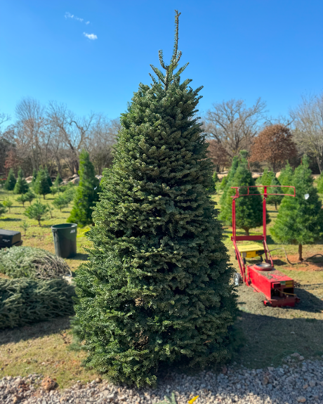 Christmas Trees – Wells Christmas Tree Farm